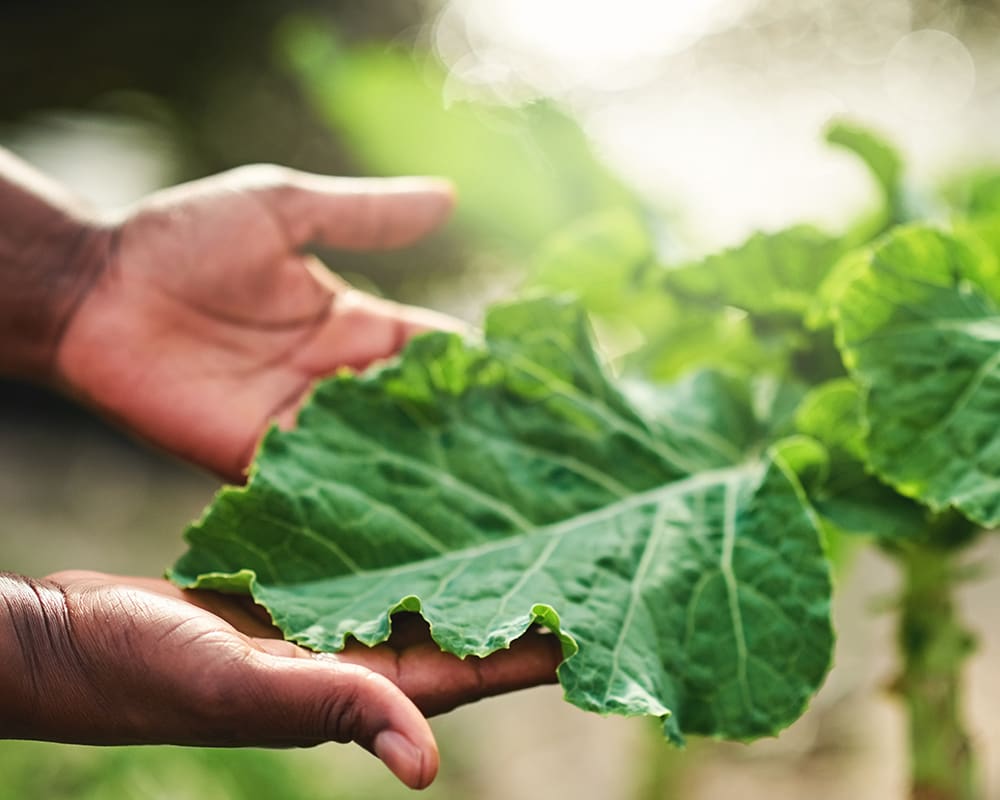 Service – Field Scouting | Wilbur-Ellis