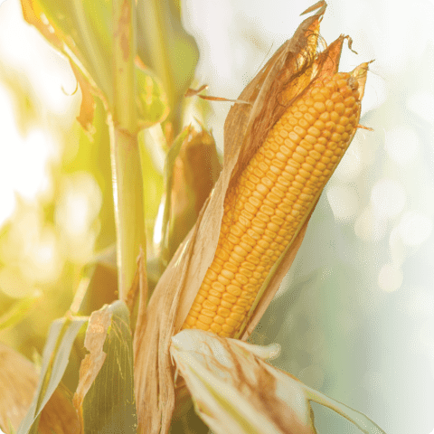 INTEGRA Corn 6695 | Wilbur-Ellis