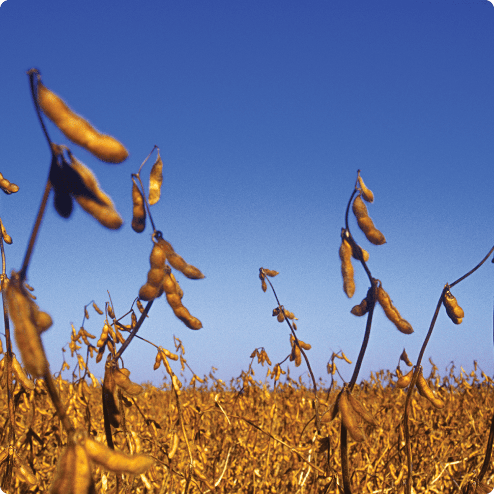 INTEGRA Soybean XF0212 | Wilbur-Ellis